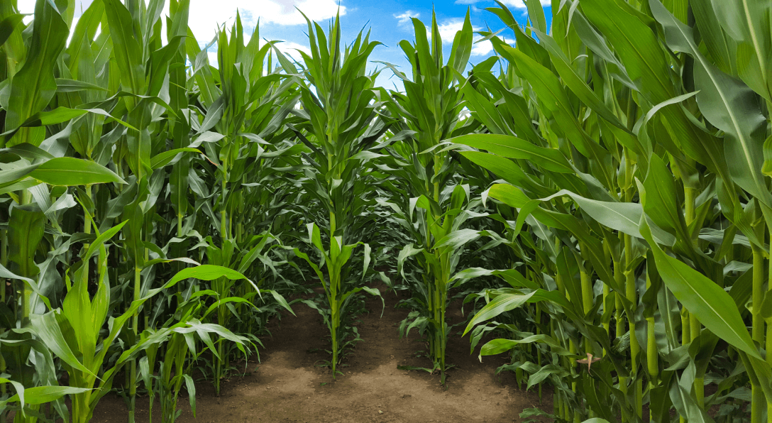 Regions - Transition to Organic Partnership Program