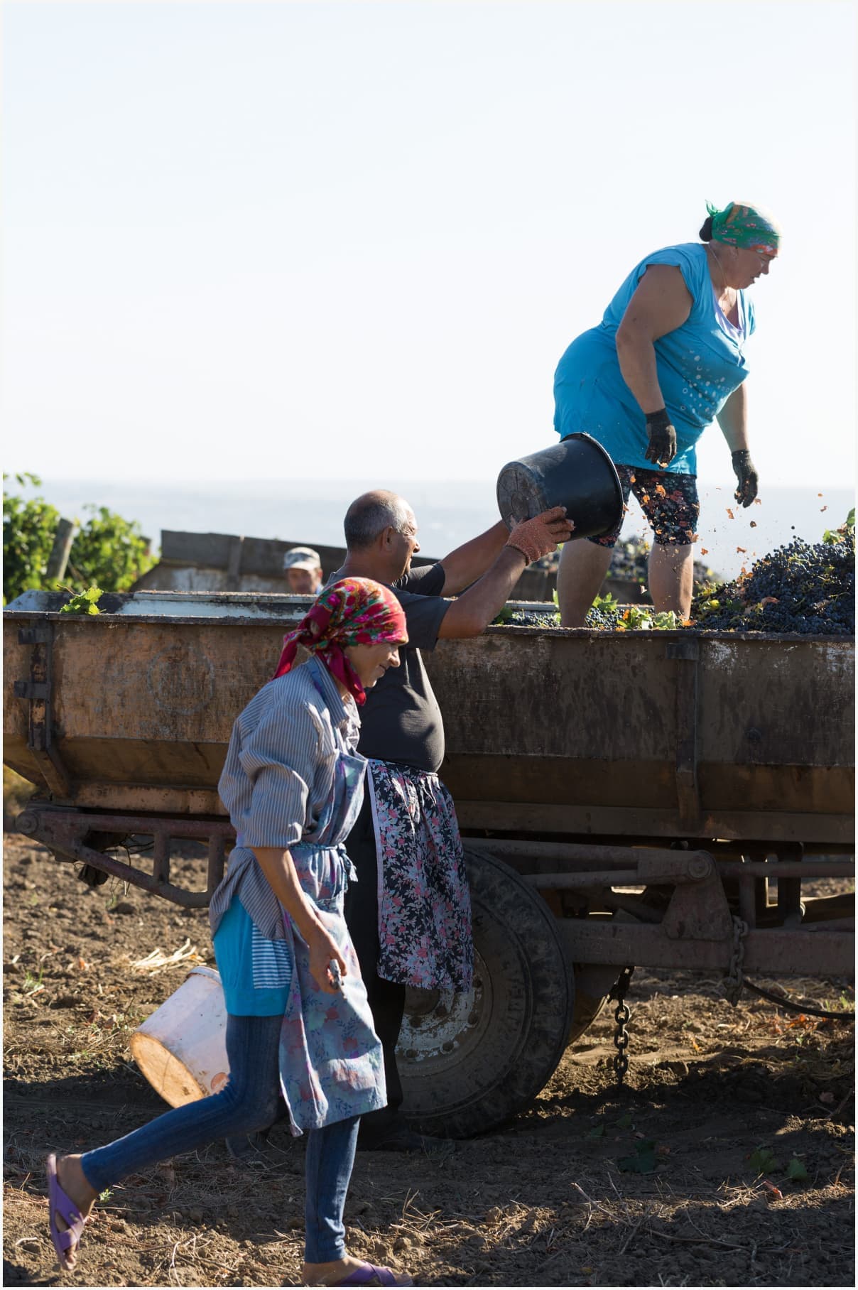 Transition to Organic Partnership Program (TOPP)